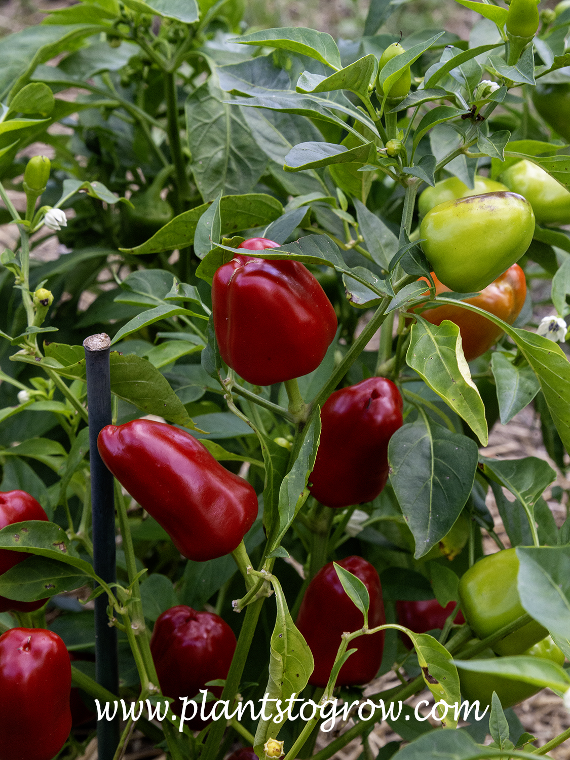Lunchbox’ Peppers (Capsicum annuum) | Plants To Grow Plants Database by ...