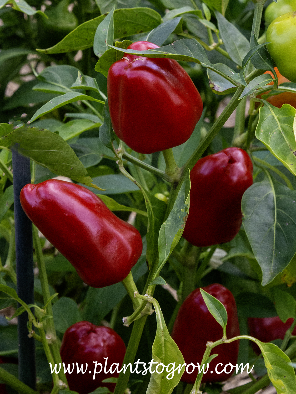Lunchbox’ Peppers (Capsicum annuum) | Plants To Grow Plants Database by ...