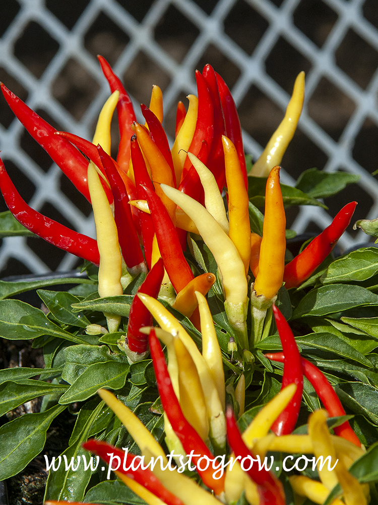 Medusa Ornamental Pepper (Capsicum annuum) | Plants To Grow Plants ...