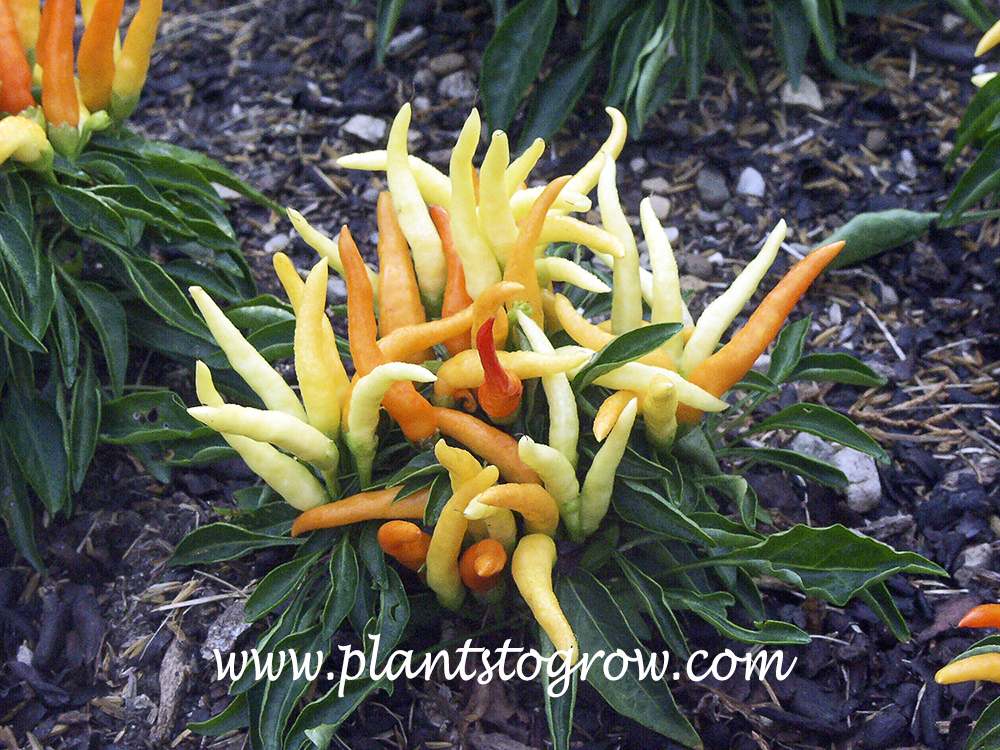 Medusa Ornamental Pepper (Capsicum annuum) | Plants To Grow Plants ...