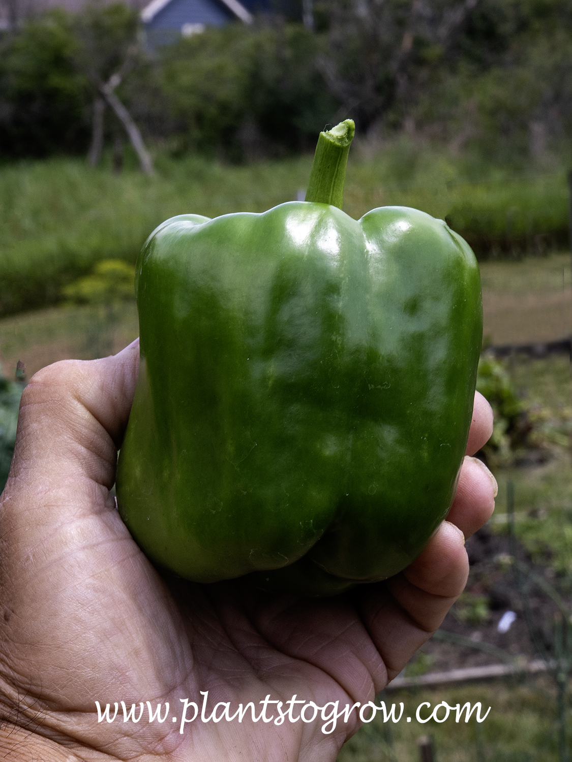 Green Bell Pepper (Capsicum) | Plants To Grow Plants Database by Paul S ...