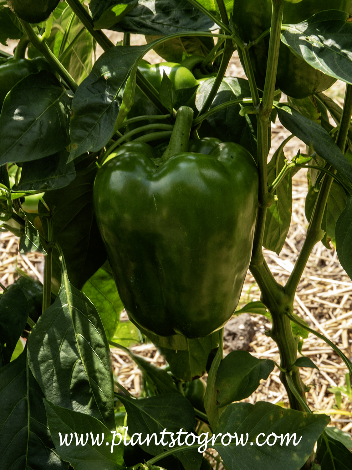 Green Bell Pepper (Capsicum) | Plants To Grow Plants Database by Paul S ...
