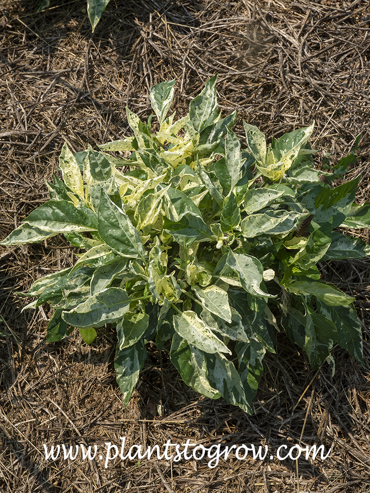 | Plants To Grow Plants Database by Paul S. Drobot