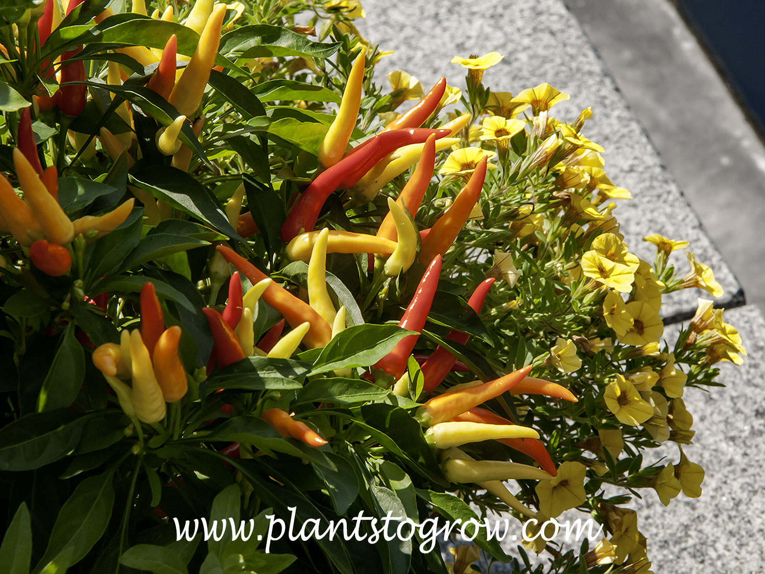 Chilly Chili'i Pepper (Capsicum annuum) | Plants To Grow Plants ...