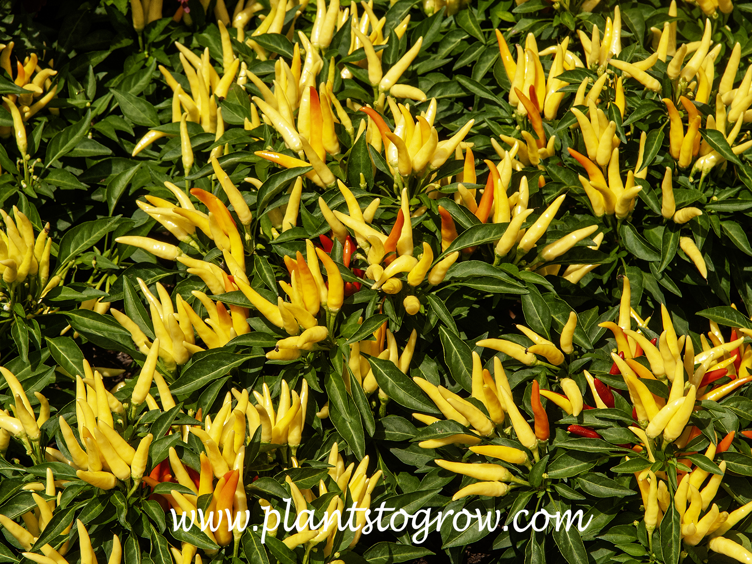 Chilly Chili'i Pepper (Capsicum annuum) | Plants To Grow Plants ...
