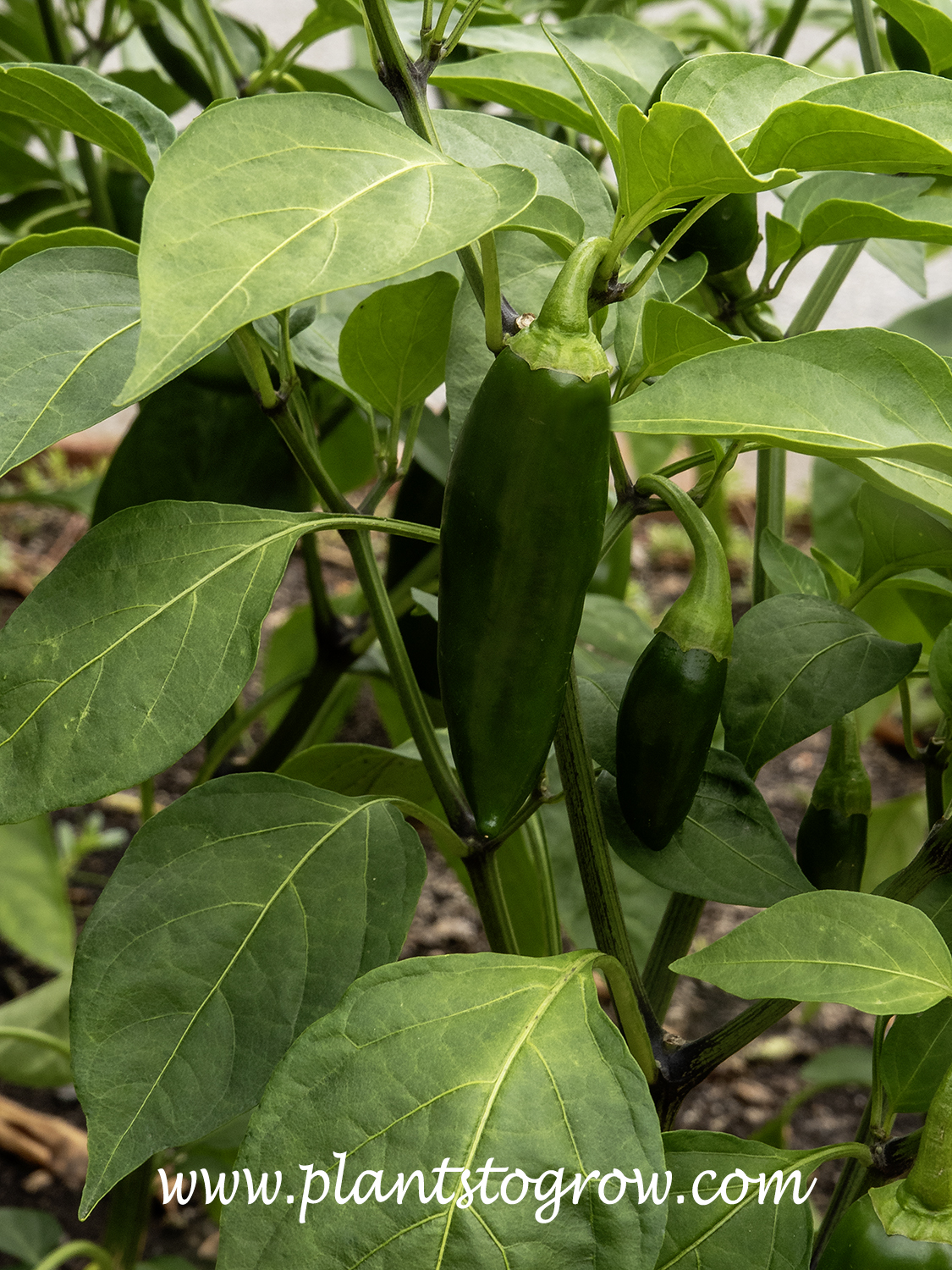 Emerald Fire Jalapeno Pepper (Capsicum annuum) | Plants To Grow Plants ...