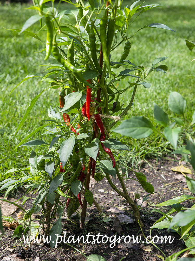 Long Slime Cayenne Pepper (Capsicum annuum) | Plants To Grow Plants ...
