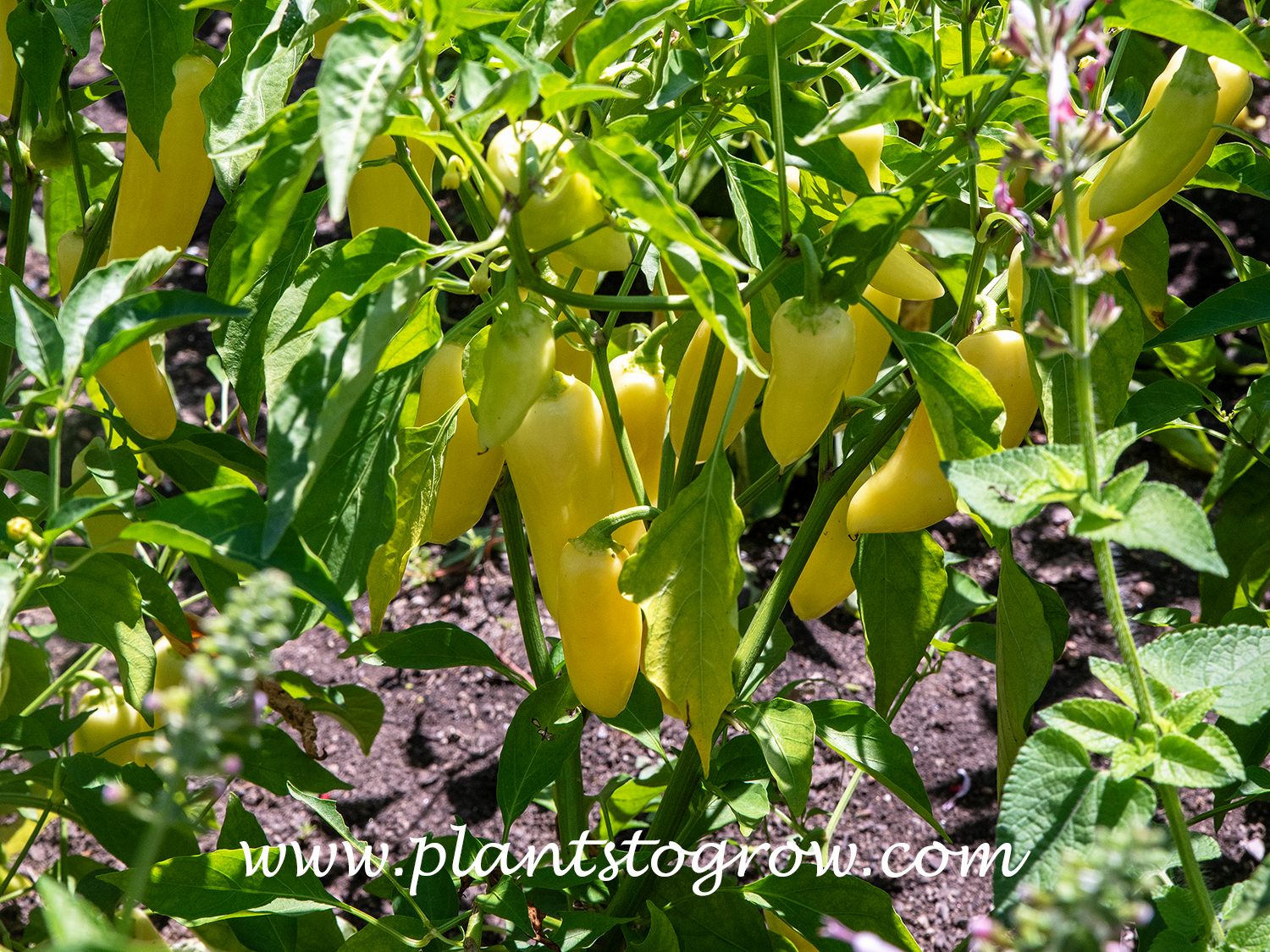 Wenks Yellow Hots (Capsicum annuum) | Plants To Grow Plants Database by ...