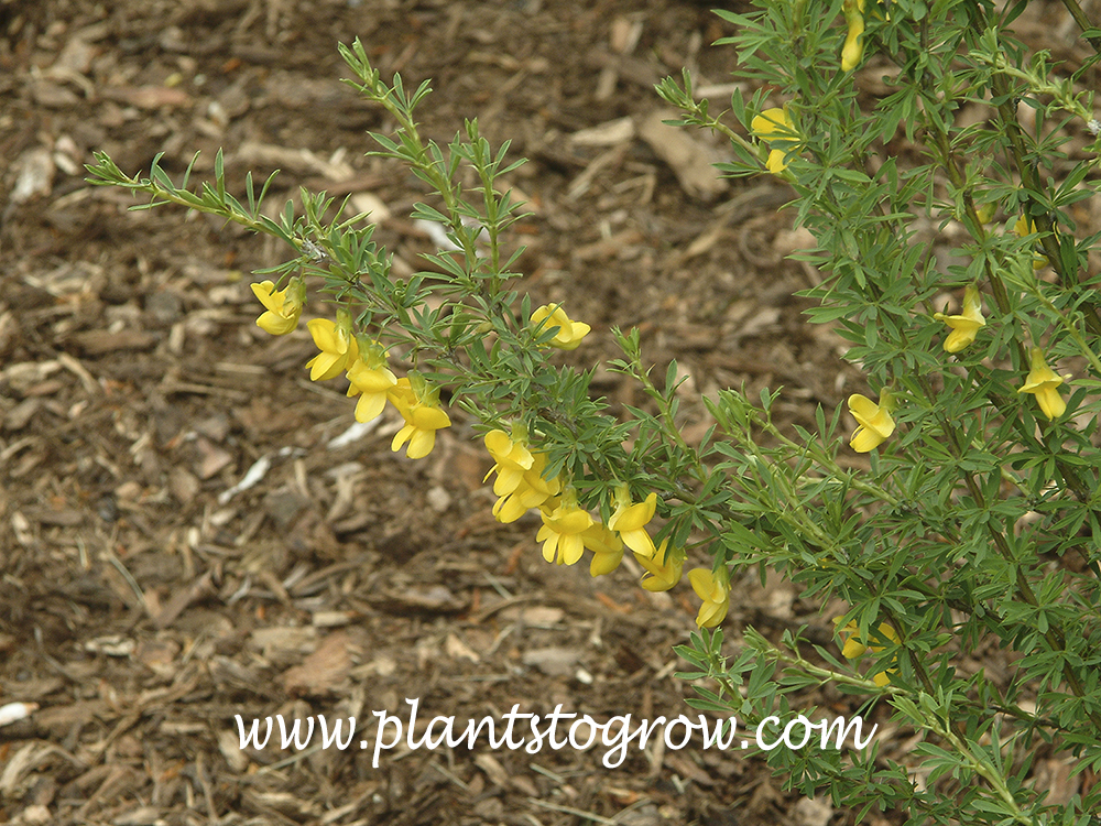 Pygmy Pea Shrub (Caragana pygmaea) | Plants To Grow Plants Database by ...