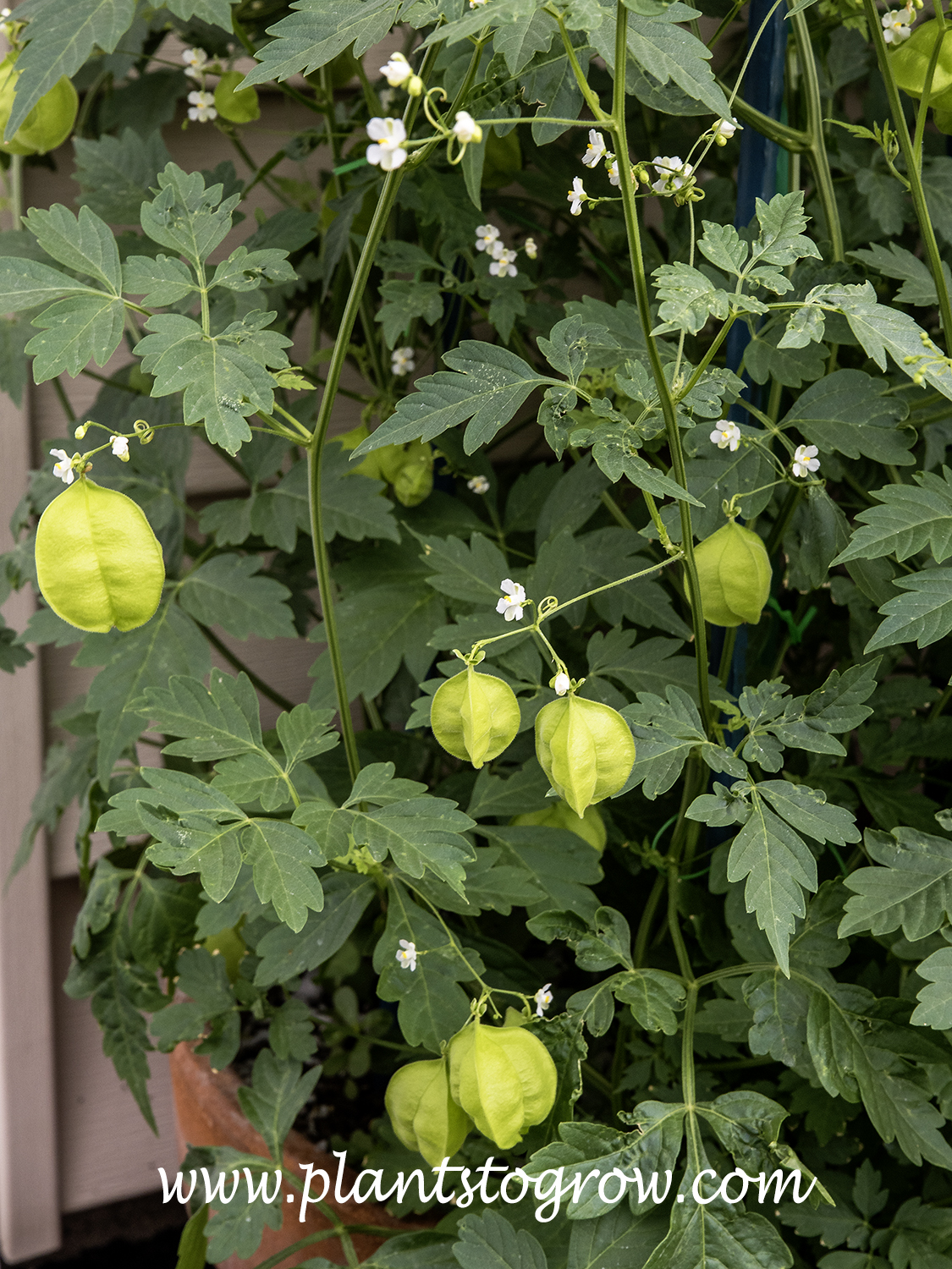 Love in a Puff (Cardiospermum halicacabum) | Plants To Grow Plants ...
