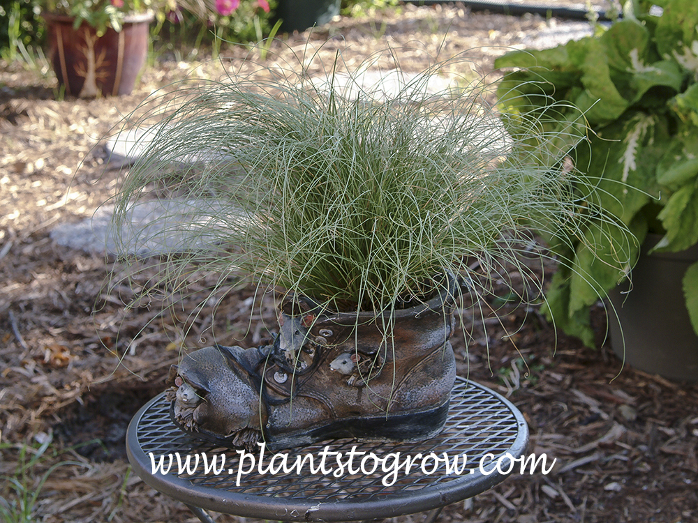 Amazon Mist Carex (Carex comans) | Plants To Grow Plants Database by ...