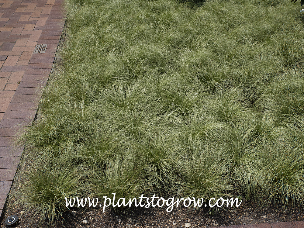 Grass Amazon Mist at James Mcmahan blog