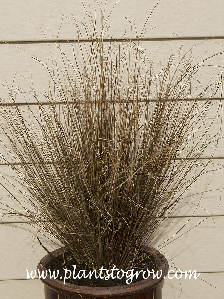 'Red Rooster' Sedge (Carex buchananii) | Plants To Grow Plants Database ...