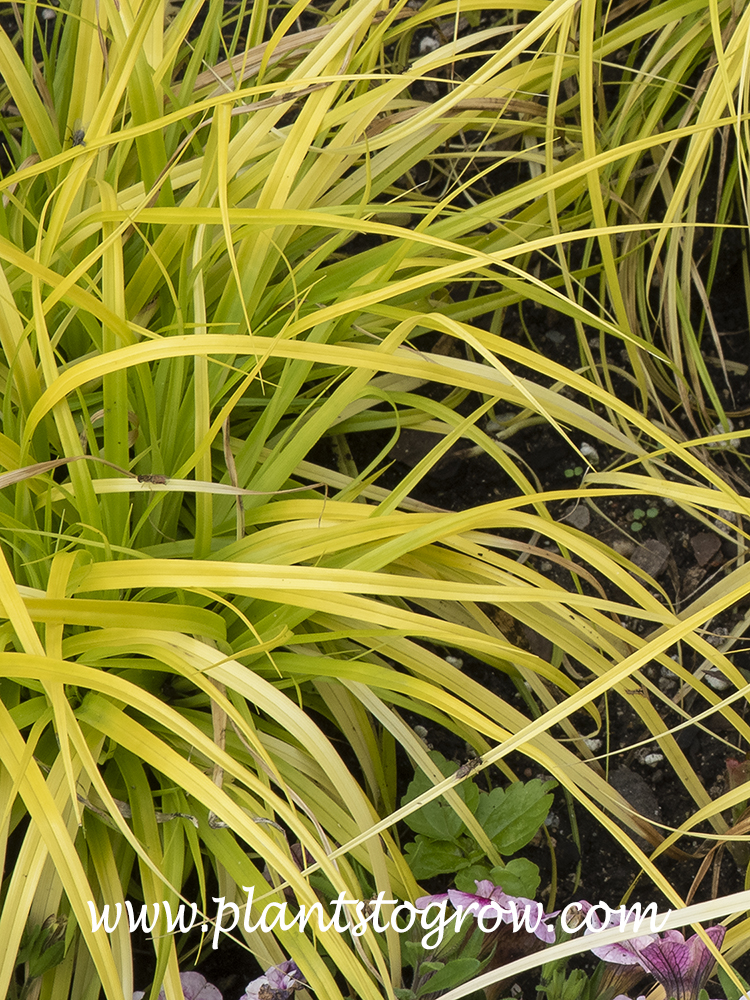 Everillo Sedge (Carex oshimensis) | Plants To Grow Plants Database by ...