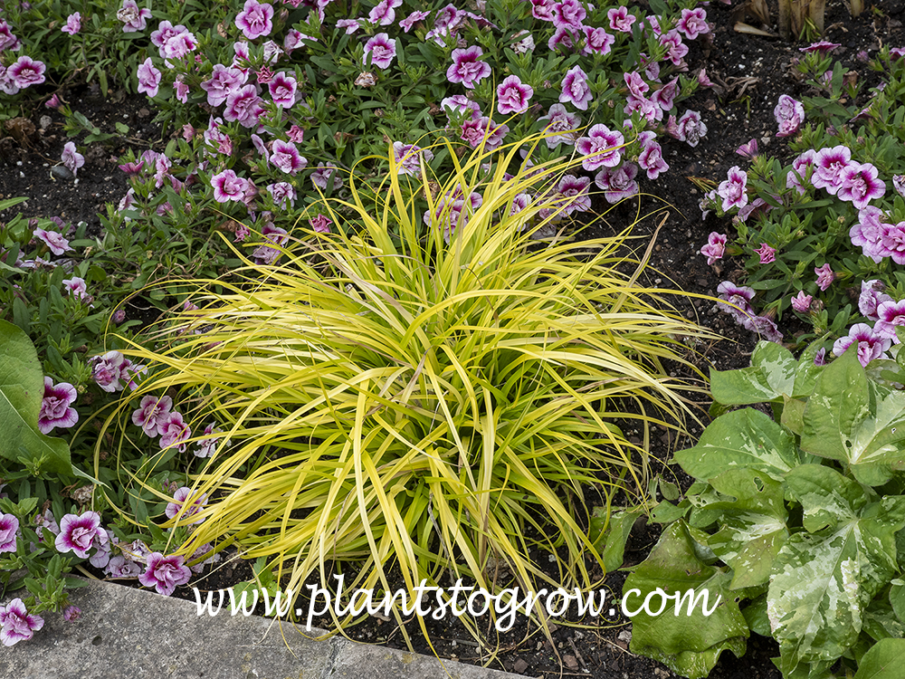 Everillo Sedge (Carex oshimensis) | Plants To Grow Plants Database by ...