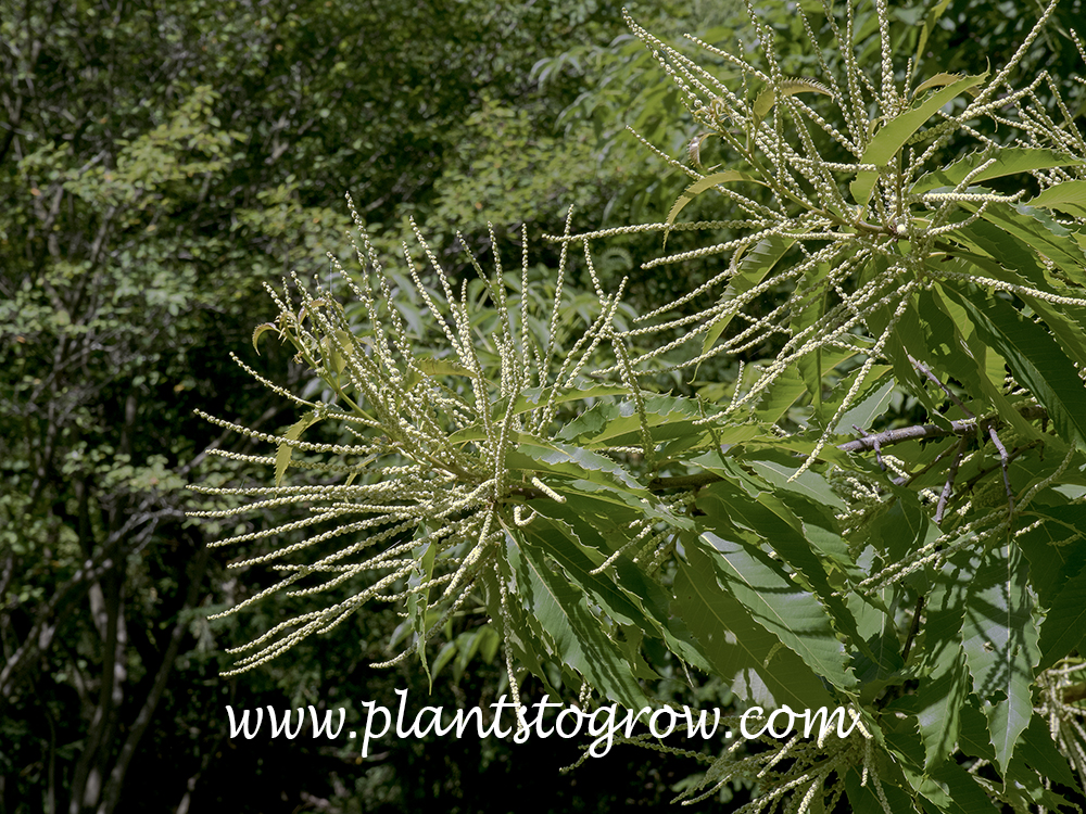American Chestnut (Castanea dentata) | Plants To Grow Plants Database ...