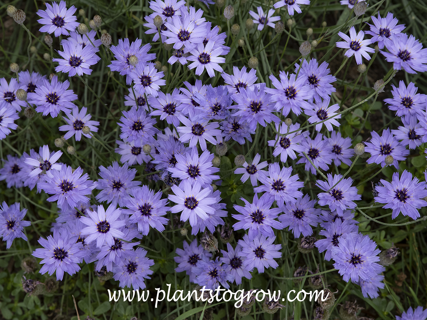 Cupids Dart (Asteraceae Catananche caerulea) | Plants To Grow Plants ...