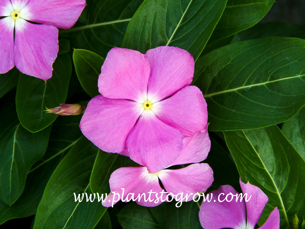 Sun Devil Extreme series Madagascar Periwinkle (catharanthus) | Plants ...