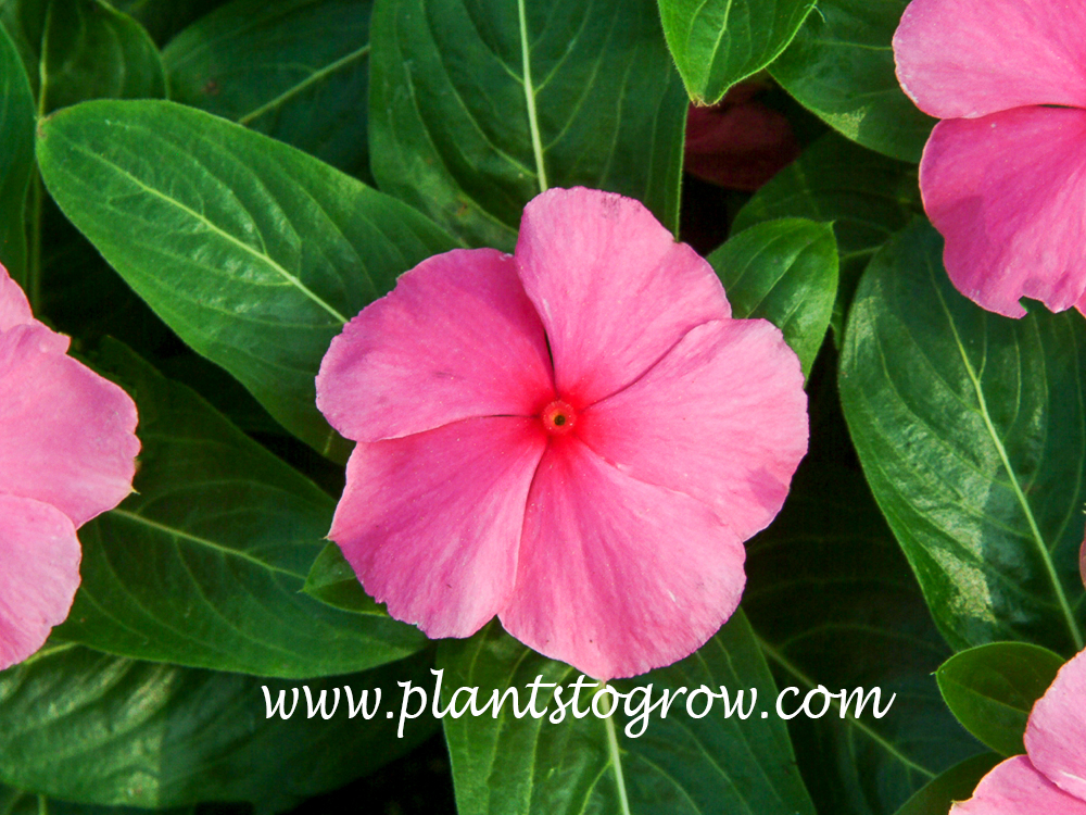 Sun Devil Extreme series Madagascar Periwinkle (catharanthus) | Plants ...