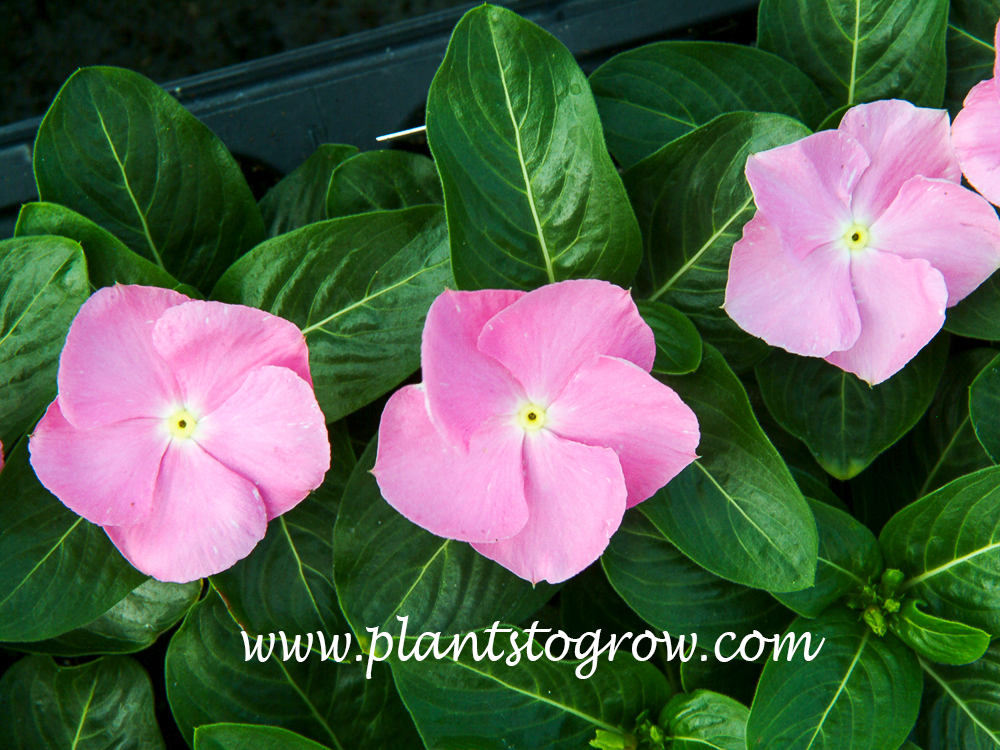 Sun Devil Extreme series Madagascar Periwinkle (catharanthus) | Plants ...