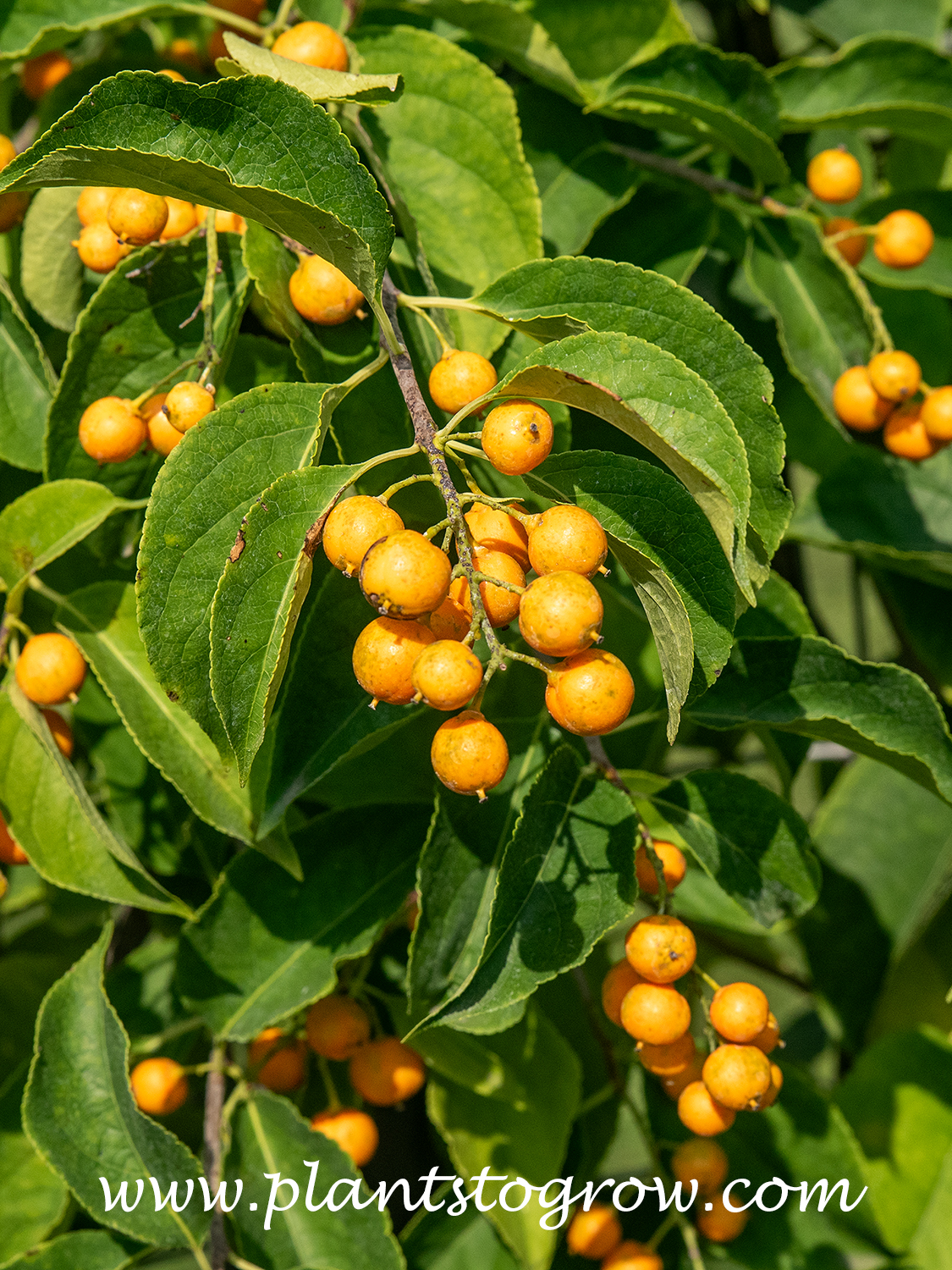 Autumn Revolution Bittersweet (Celastrus scandens) | Plants To Grow ...