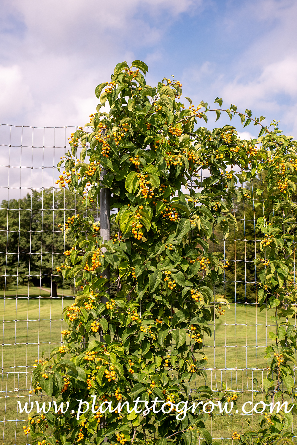 Autumn Revolution Bittersweet (Celastrus scandens) | Plants To Grow ...