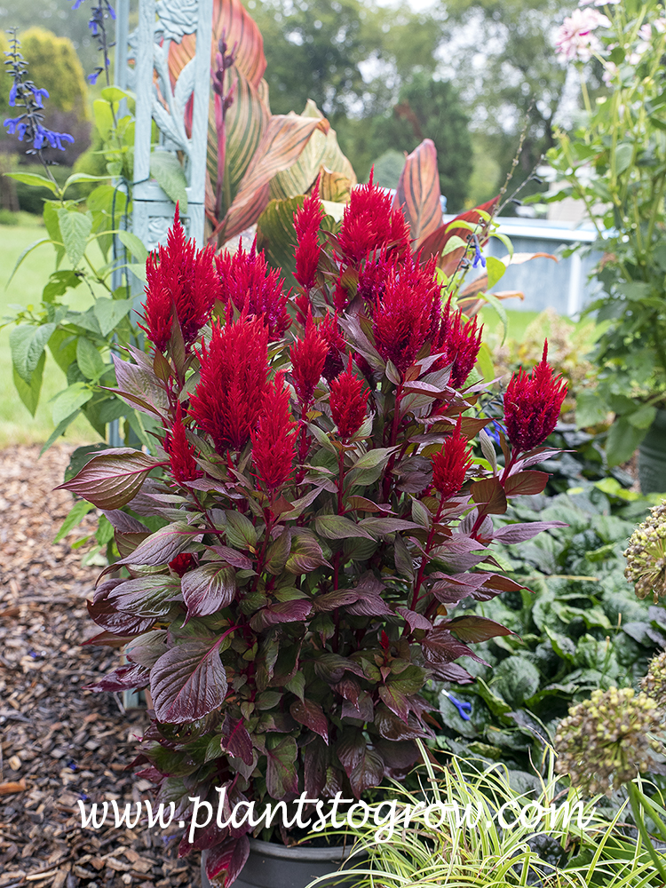 | Plants To Grow Plants Database by Paul S. Drobot