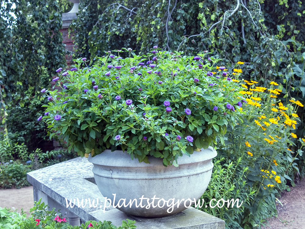 Pineapple Sangria Brazilian Button Flower (Centratherum) | Plants To ...