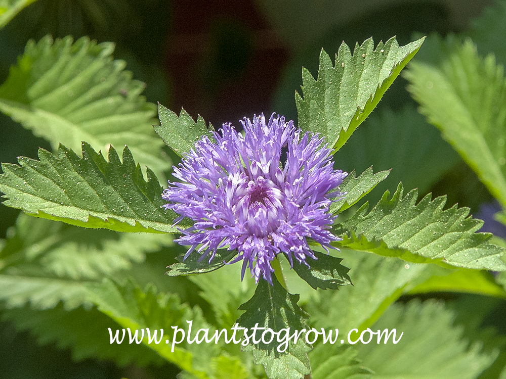 Pineapple Sangria Brazilian Button Flower (Centratherum) | Plants To ...