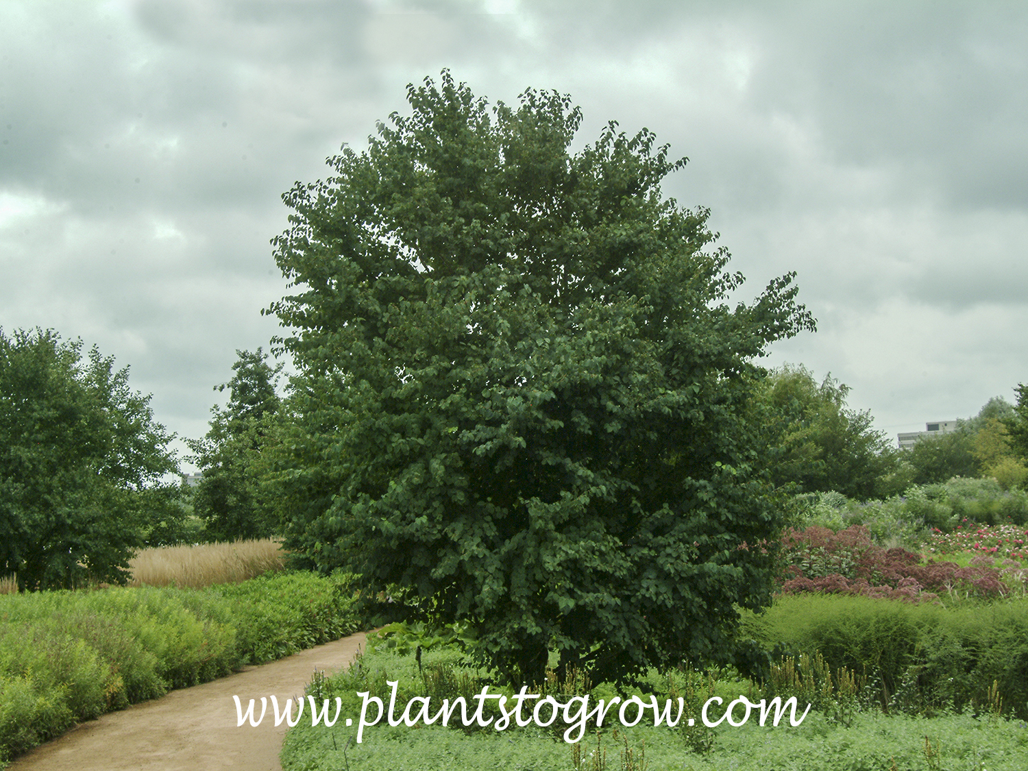 Kastura tree (Cercidiphyllum japonicum) | Plants To Grow Plants ...