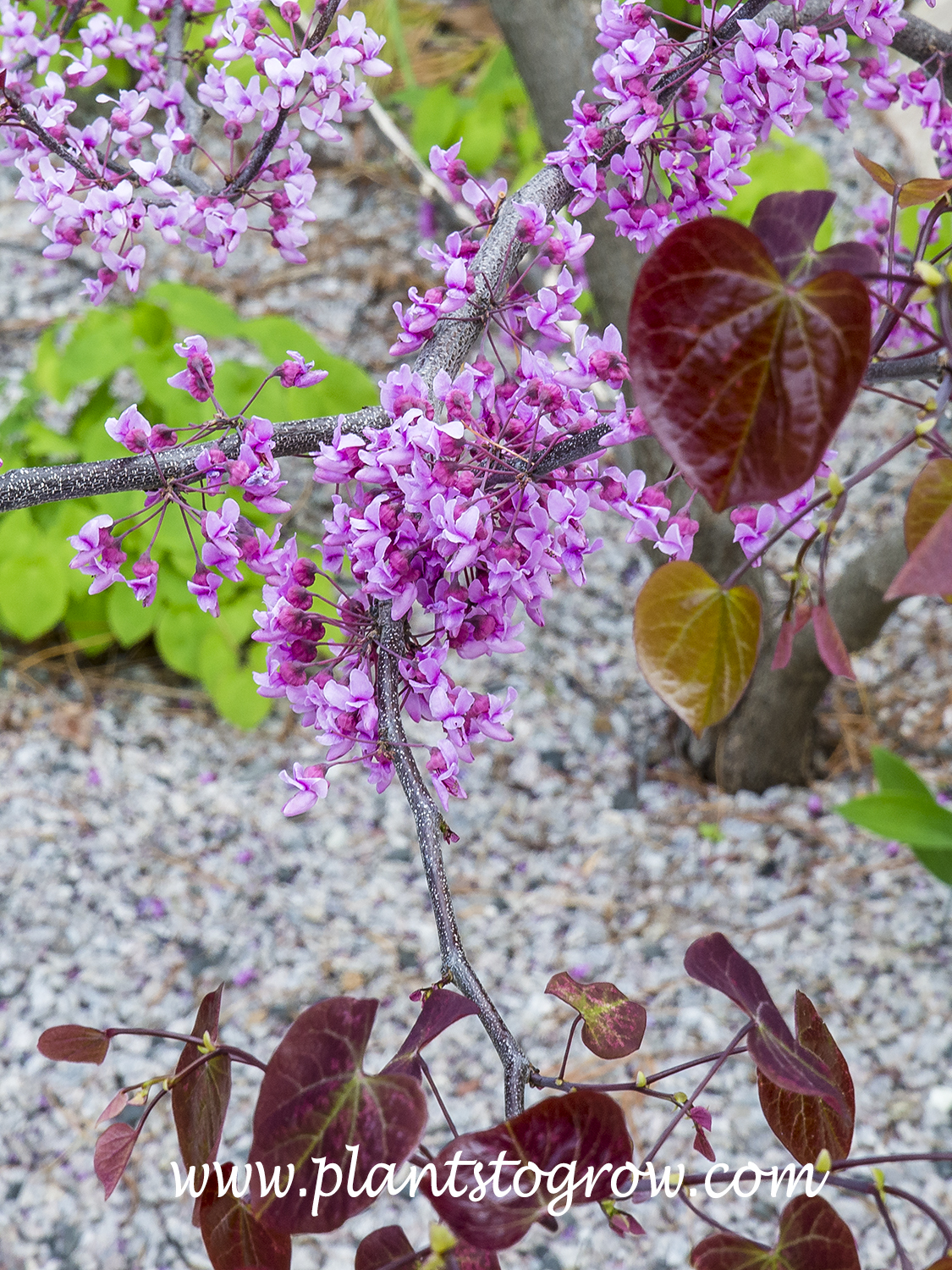 Cercis Canadensis ‘Forest Pansy’: Grow And Care Guide : Agt – GLJY