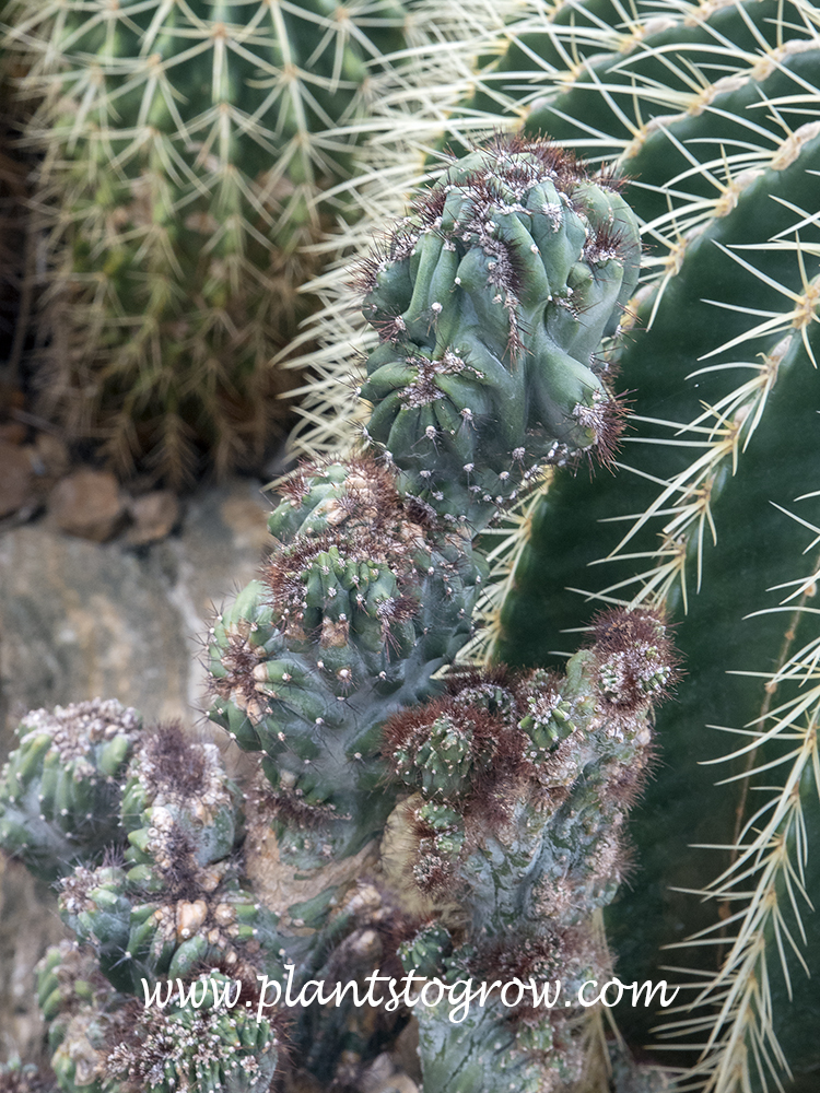 Cereus monstrose | Plants To Grow Plants Database by Paul S. Drobot