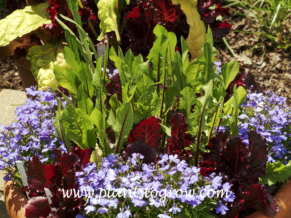 Red Ribbed Chicory (Cichorium intybus) | Plants To Grow Plants Database ...