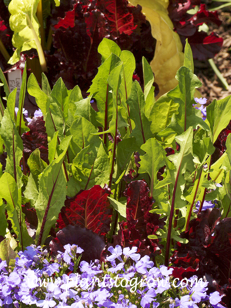 Red Ribbed Chicory (Cichorium intybus) | Plants To Grow Plants Database ...