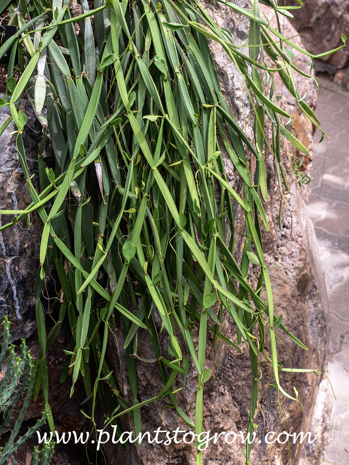 Veldt Grape (Cissus quadrangularis) | Plants To Grow Plants Database by ...