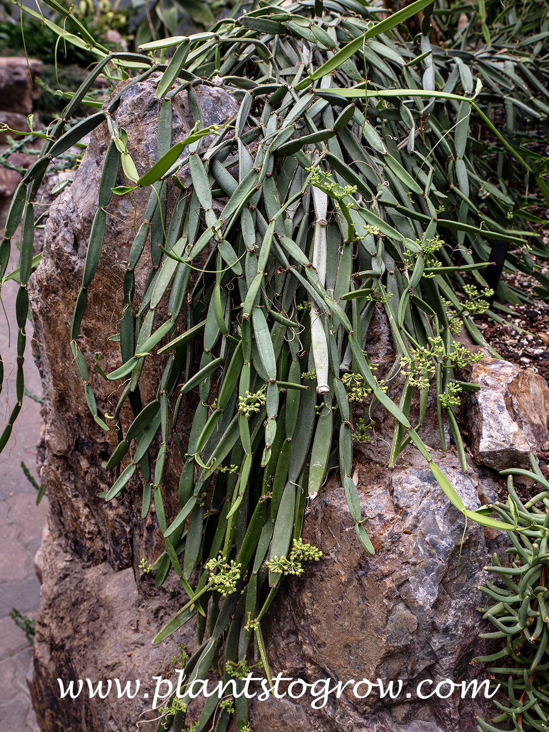 Veldt Grape (Cissus quadrangularis) | Plants To Grow Plants Database by ...