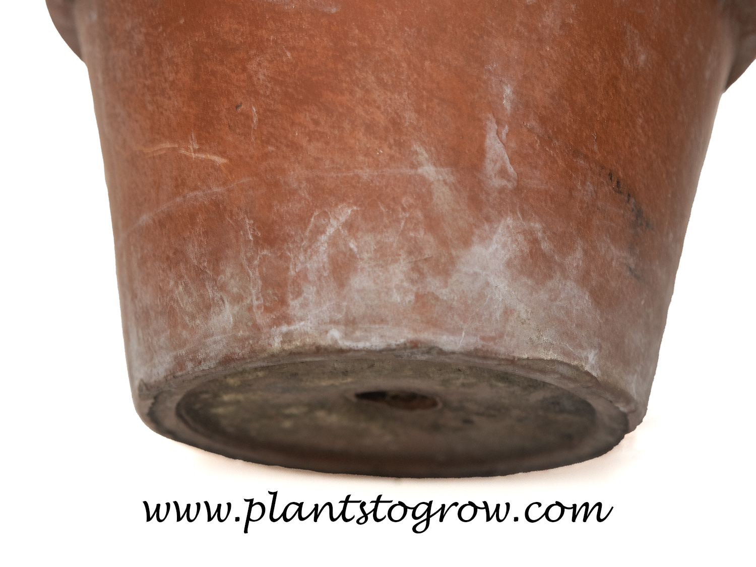crusty clay pot | Plants To Grow Plants Database by Paul S. Drobot