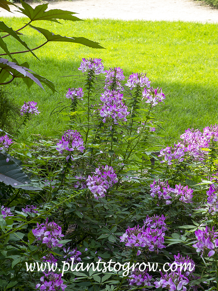 Clio Magenta Cleome (Cleome hassleriana) | Plants To Grow Plants ...