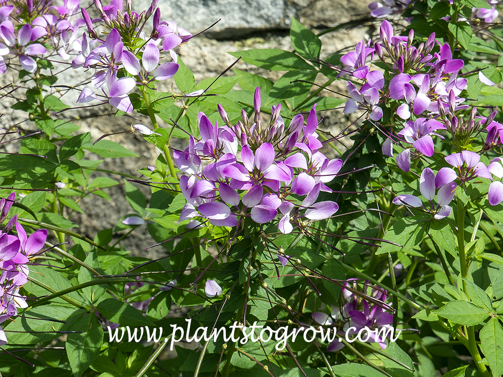 Clio Magenta Cleome (Cleome hassleriana) | Plants To Grow Plants ...
