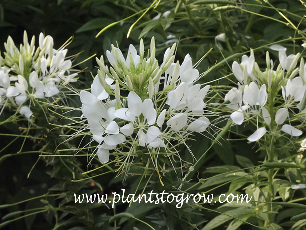 Sparkler Spider Flower (Cleome hassleriana) | Plants To Grow Plants ...