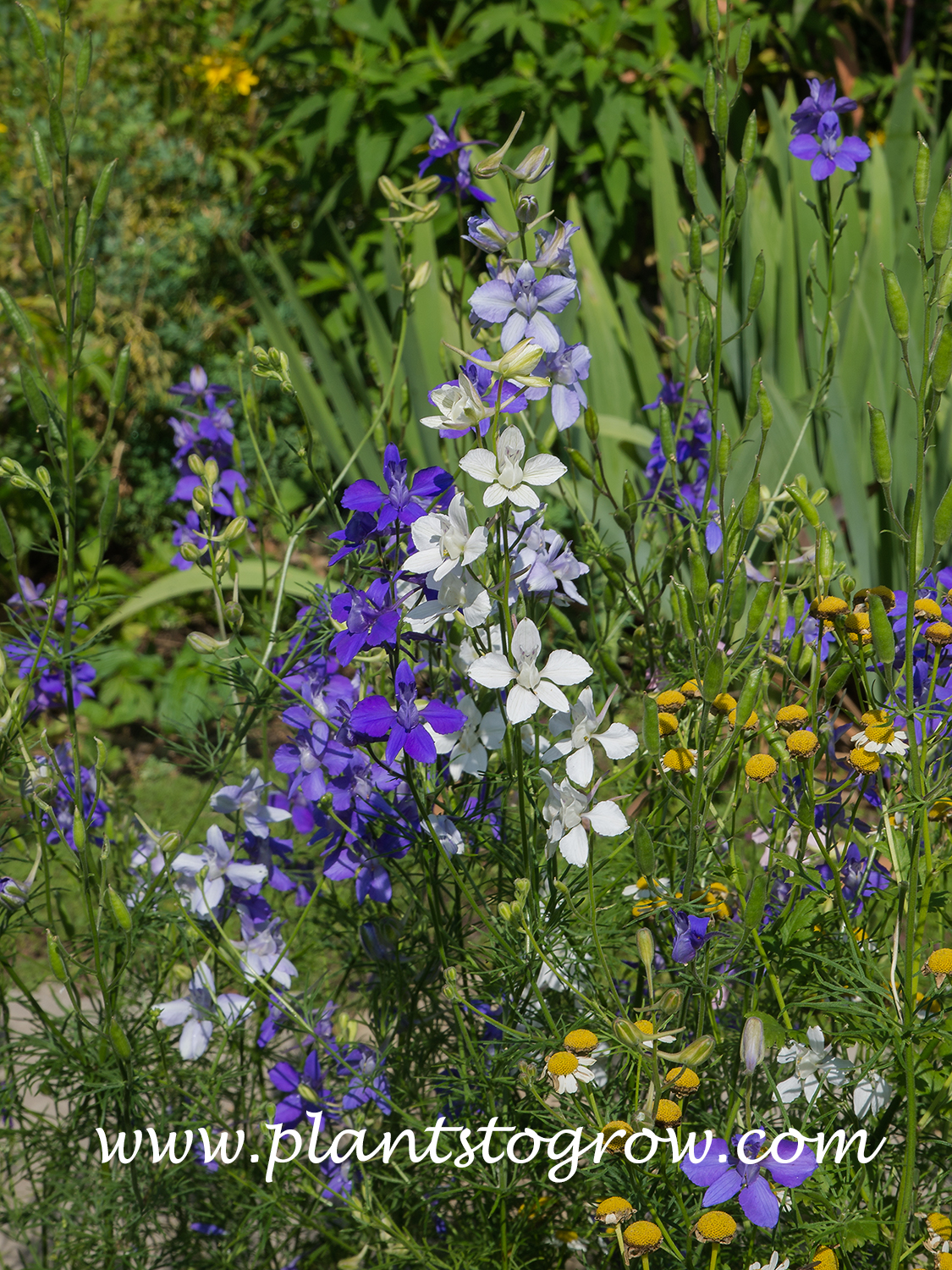 Larkspur (Consolida ajacis) | Plants To Grow Plants Database by Paul S ...