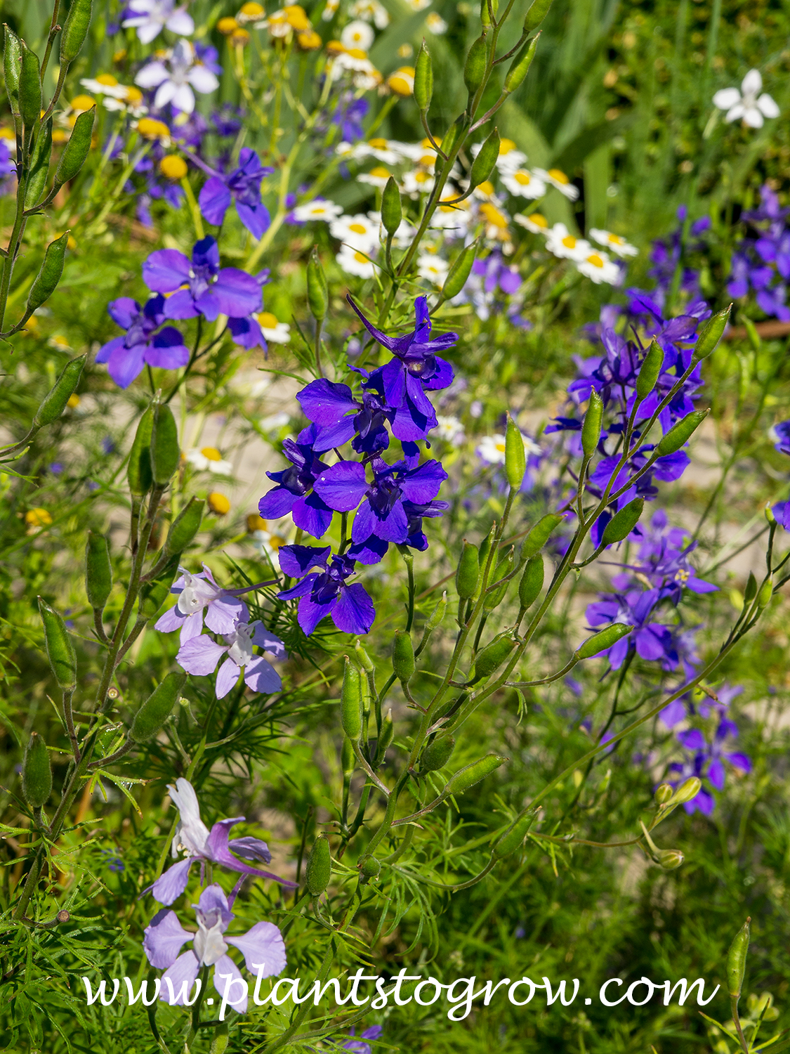 Larkspur (Consolida ajacis) | Plants To Grow Plants Database by Paul S ...