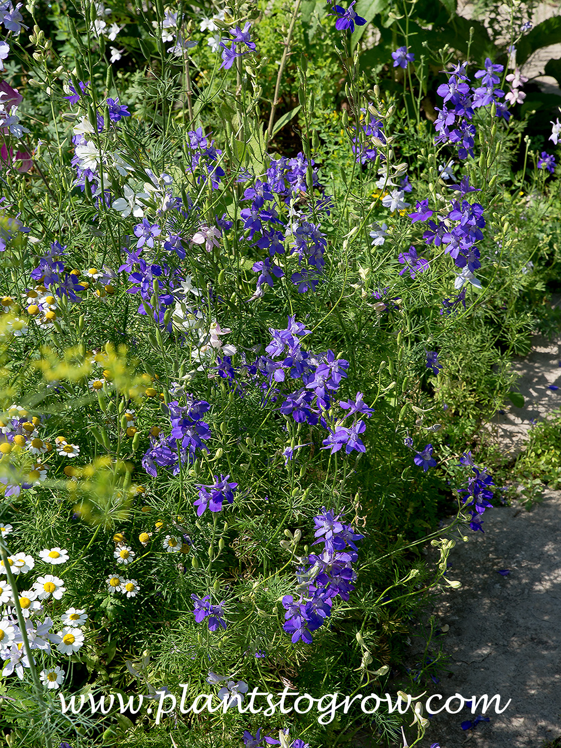 Larkspur (Consolida ajacis) | Plants To Grow Plants Database by Paul S ...