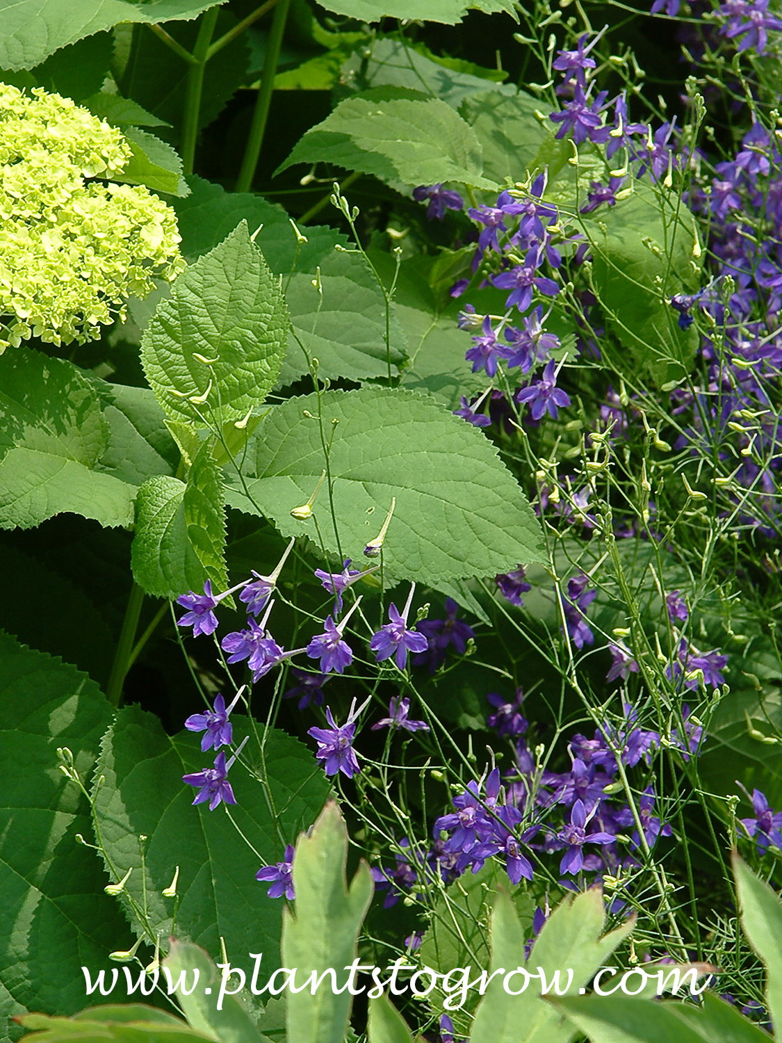 Blue Cloud Larkspur (Consolida regalis) | Plants To Grow Plants ...