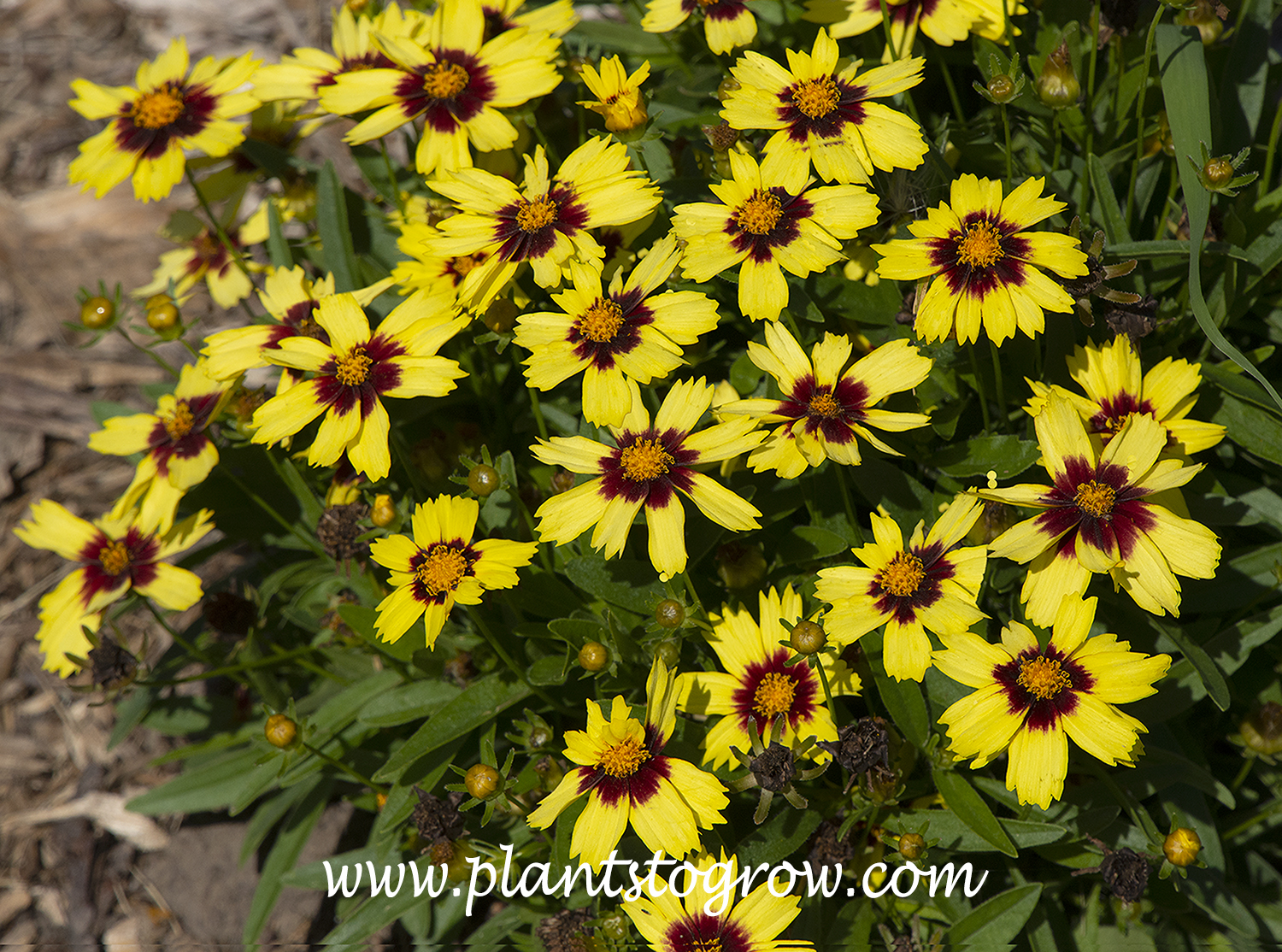 Coreopsis UpTick Yellow & Red | Plants To Grow Plants Database by Paul ...