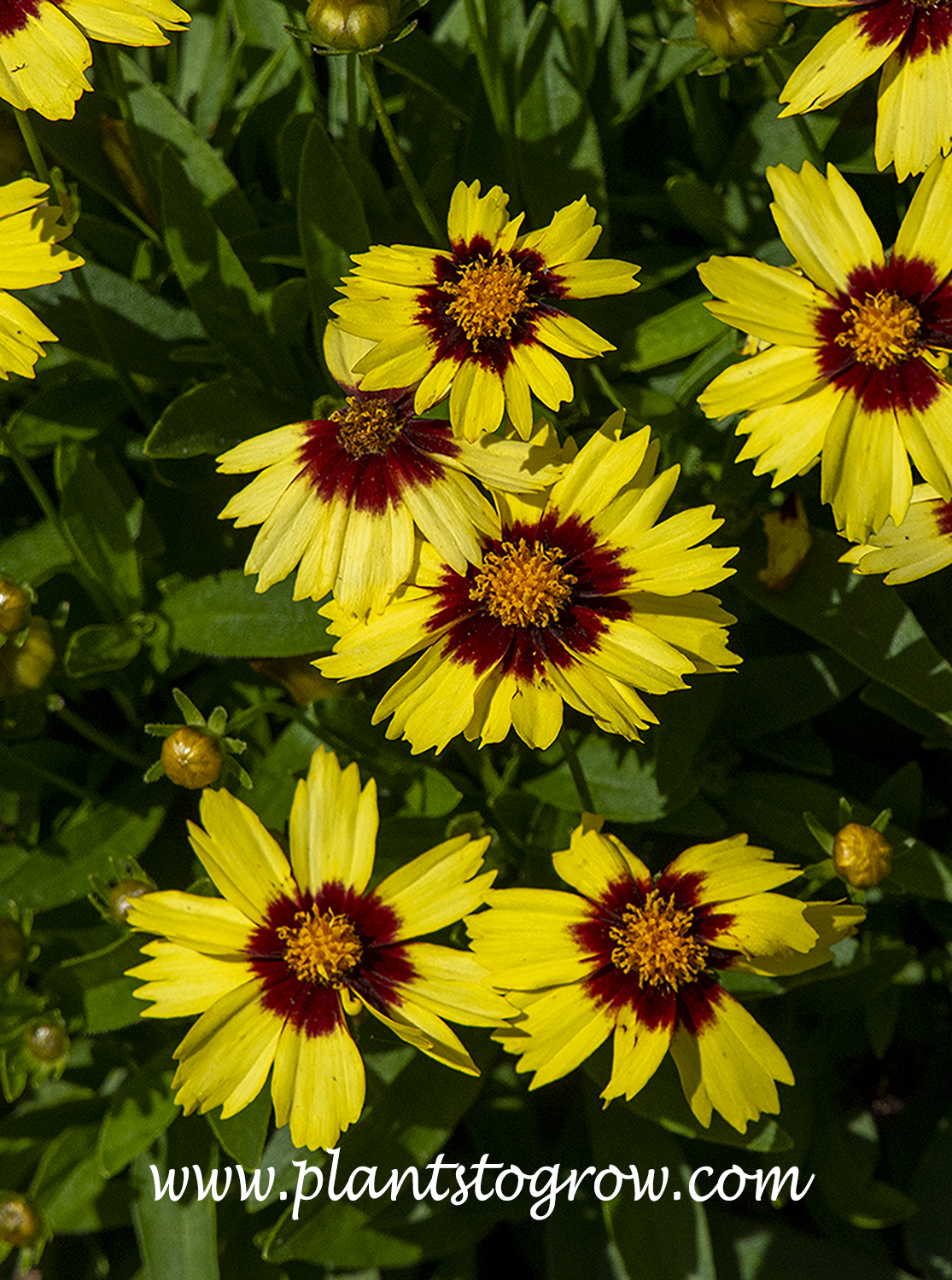 Coreopsis UpTick Yellow & Red | Plants To Grow Plants Database by Paul ...