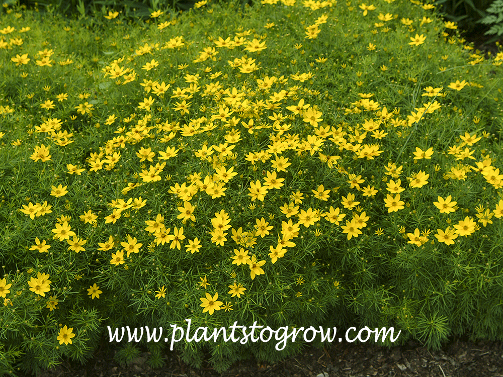 Zagreb Coreopsis (Coreopsis verticillata) | Plants To Grow Plants ...