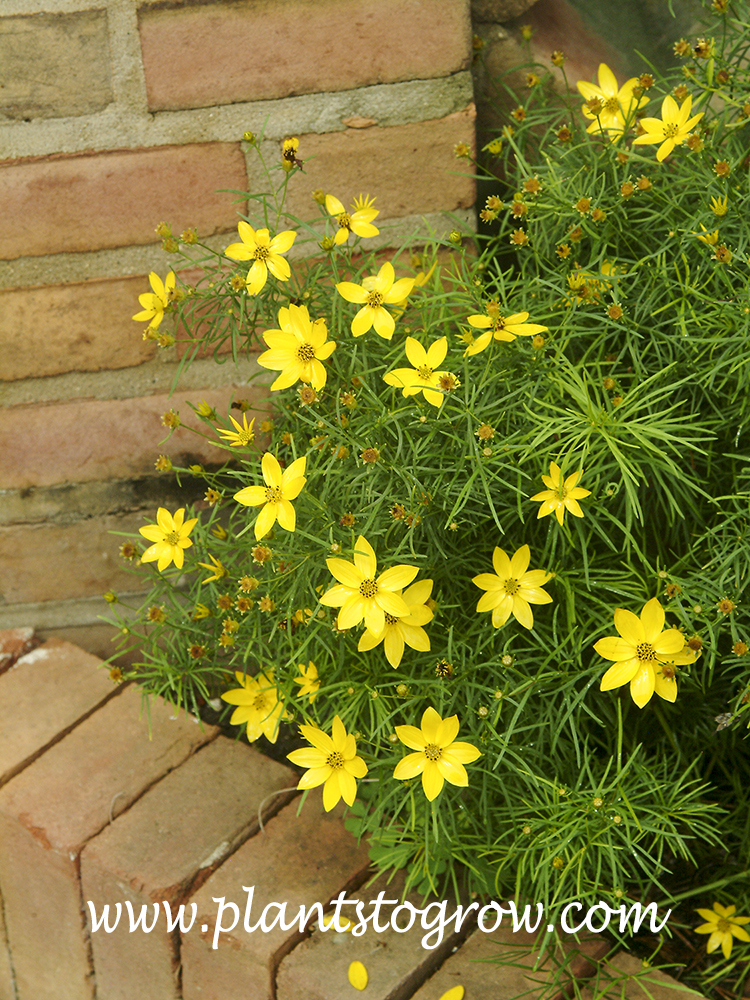 Zagreb Coreopsis (Coreopsis verticillata) | Plants To Grow Plants ...