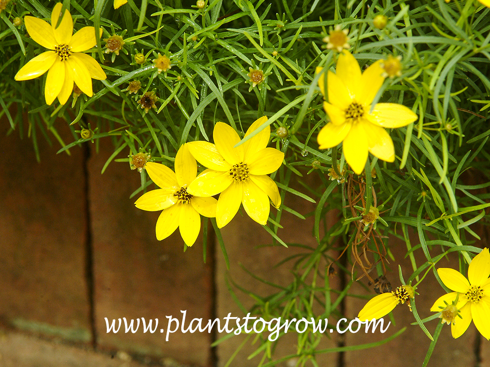 Zagreb Coreopsis (Coreopsis verticillata) | Plants To Grow Plants ...