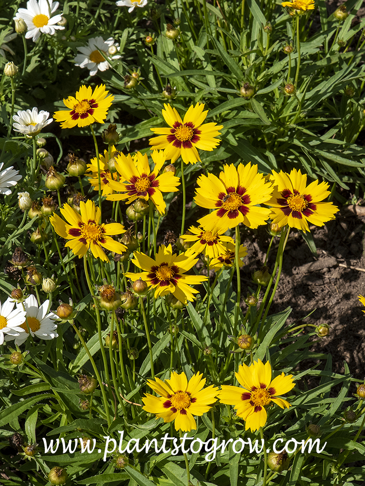 Sunkissed Coreopsis (Coreopsis grandiflora) | Plants To Grow Plants ...